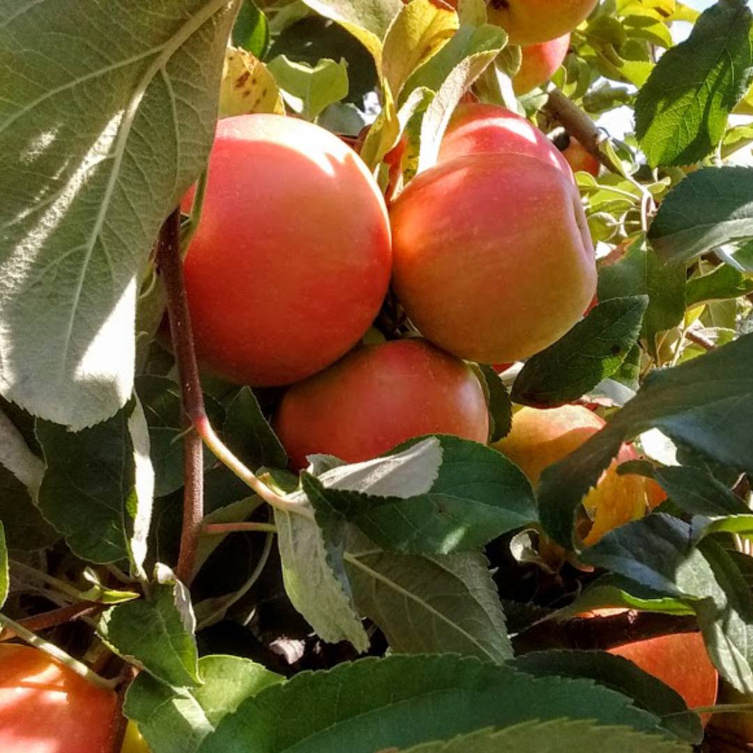 Infographic on Common Apple Varieties in the Adirondacks
