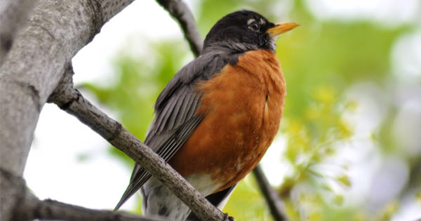 Adirondack Bird Watching: A Bird-Lovers Guide