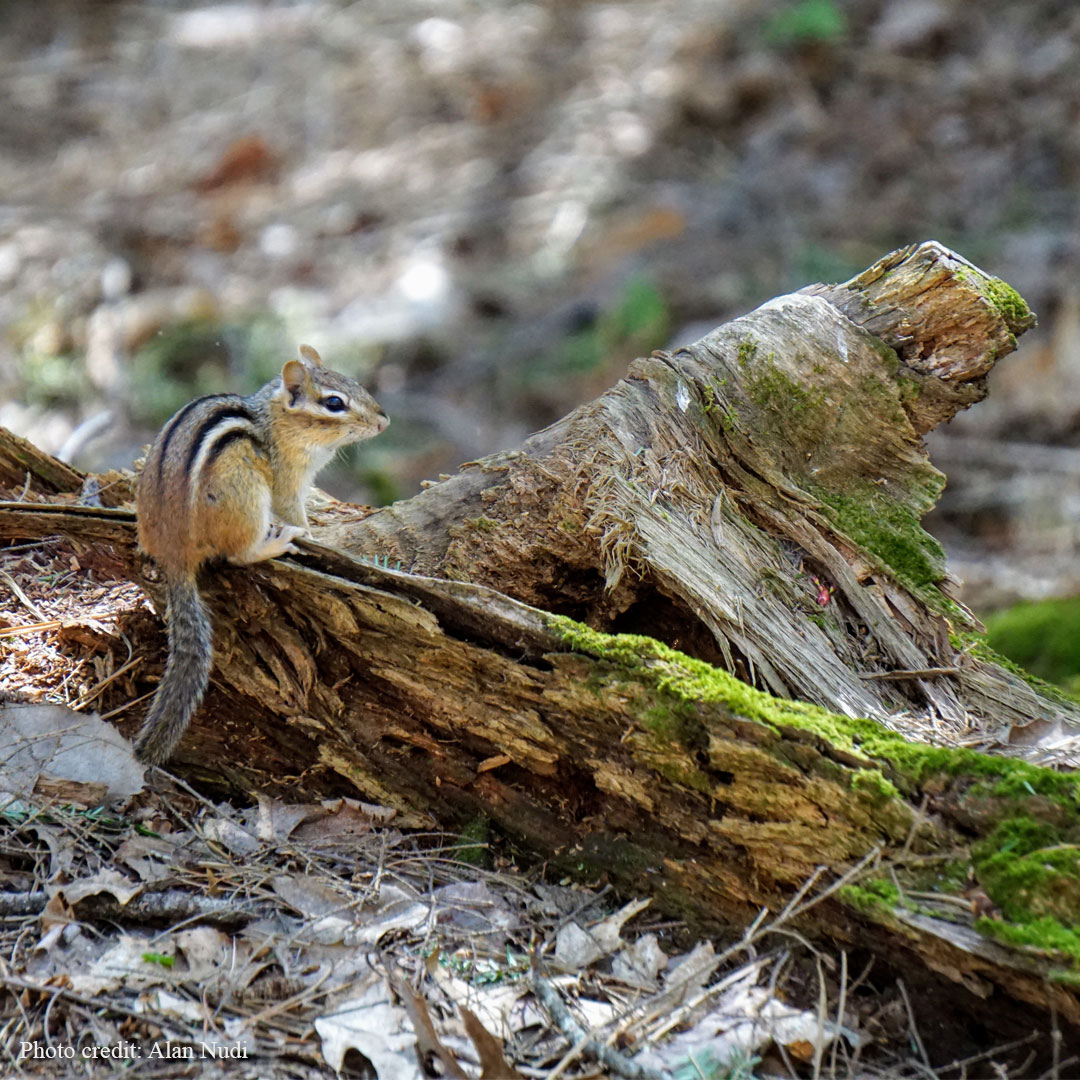 2021 Adirondack Spring Guide: Discover Outdoor Fun, Top Activities & More