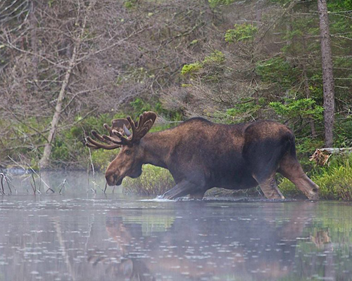 Adirondack Moose Sightings - Photos, Facts & Popular Areas to Spot ... Adirondack Moose Sightings - Photos, Facts & Popular Areas to Spot ...